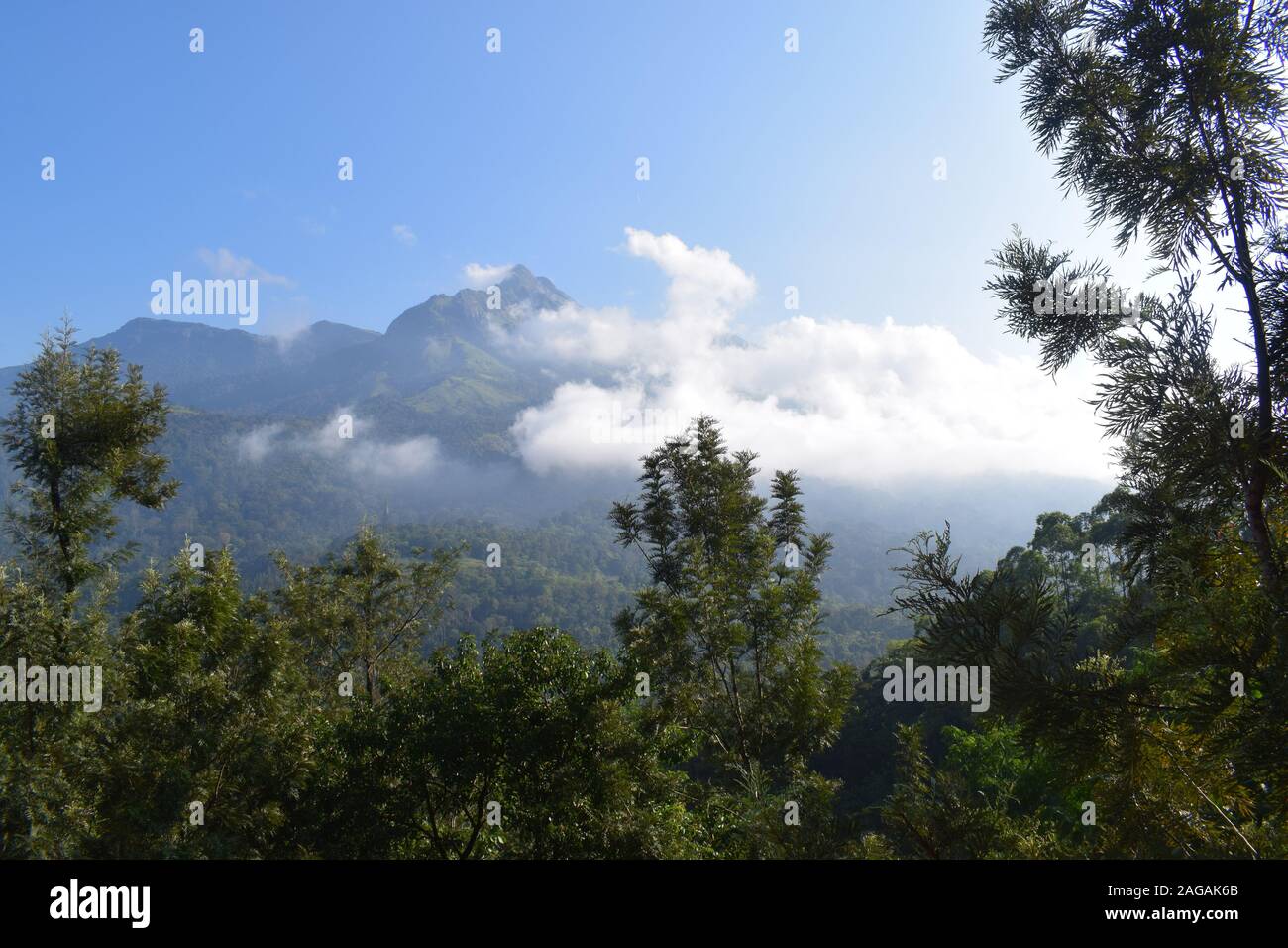 Hills and Forest of Munnar Kerala Stock Photo - Alamy