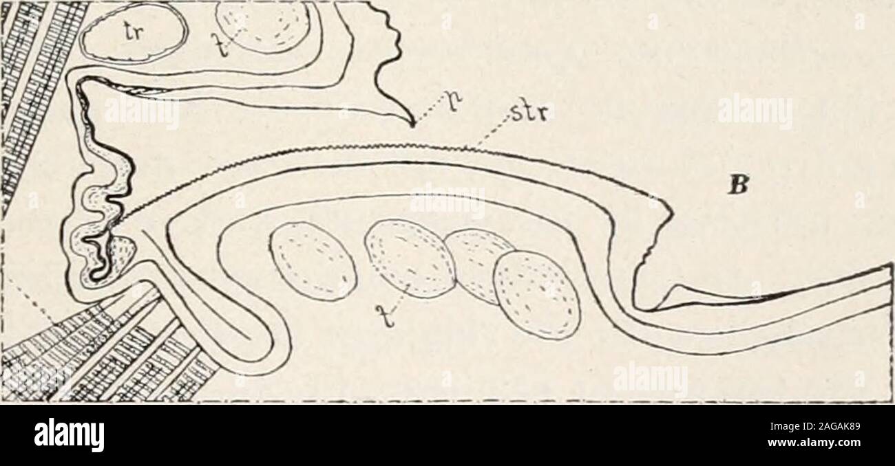 . Ants; their structure, development and behavior. •wv. FIG. 12 ...