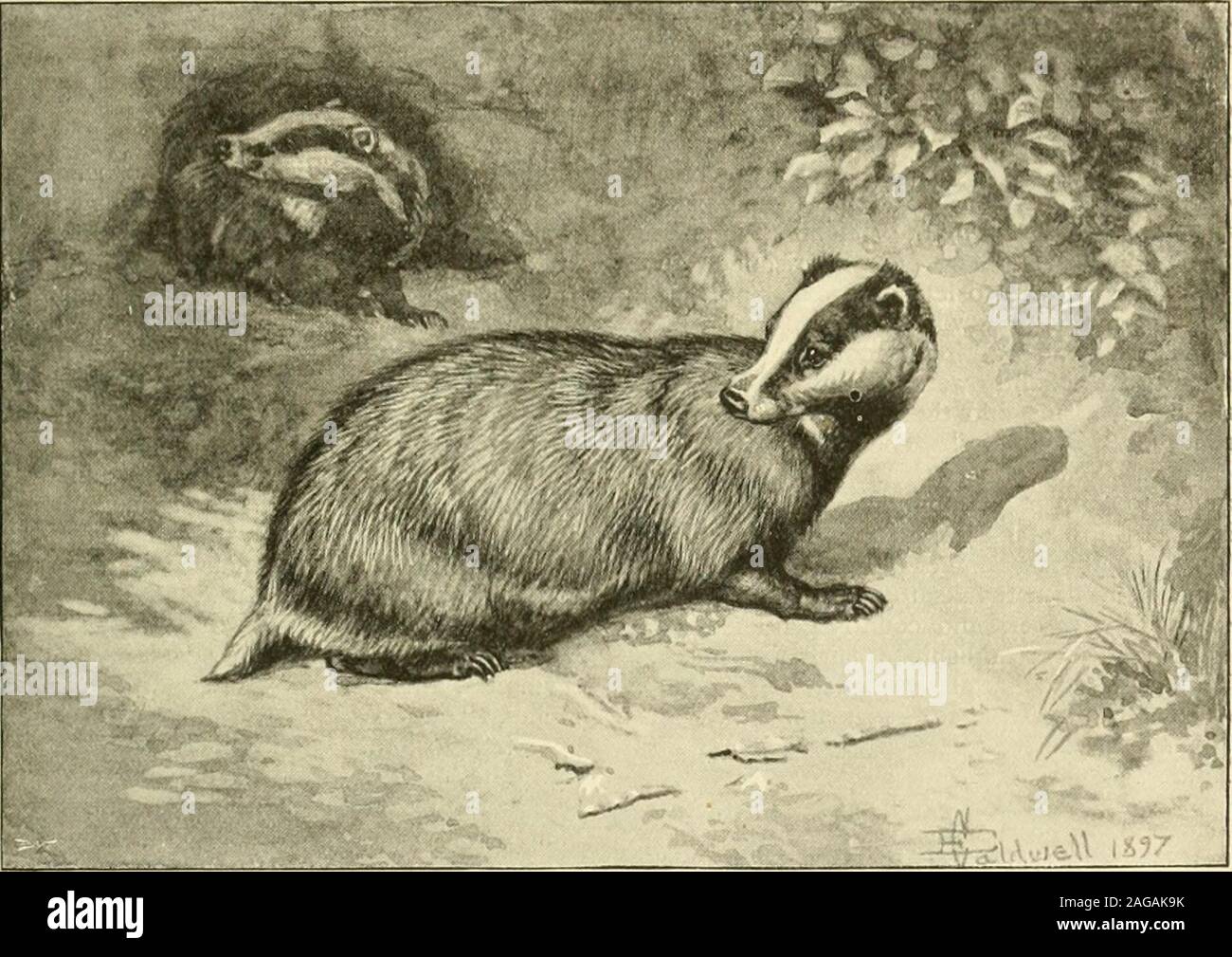 Badger baiting hi-res stock photography and images - Alamy