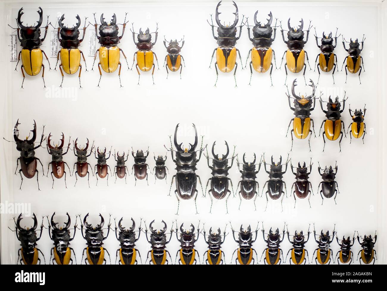Collection of big and small beetles of different colors on white ...