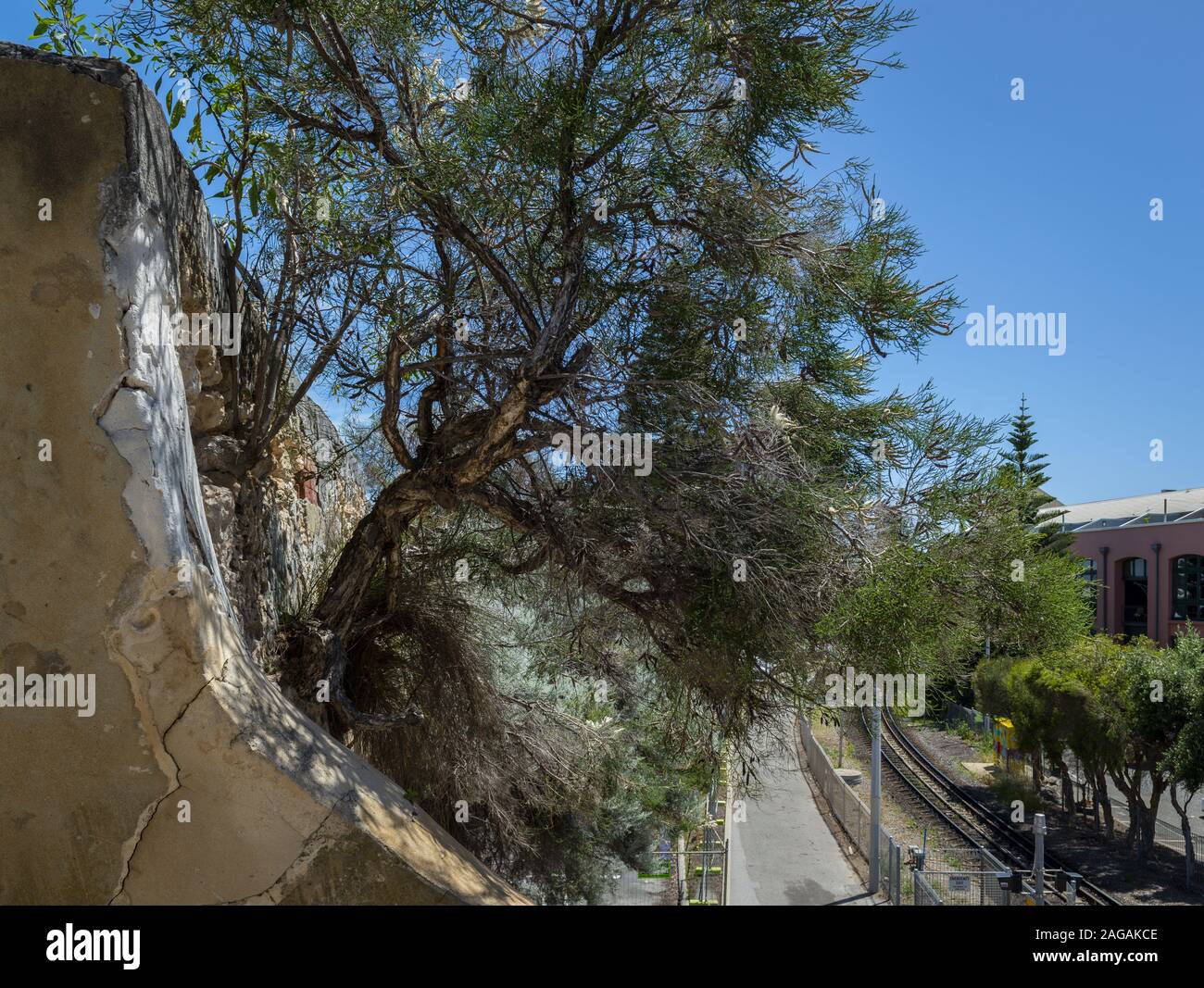 TREE GROWING OUT OF OLD WALL Stock Photo - Alamy