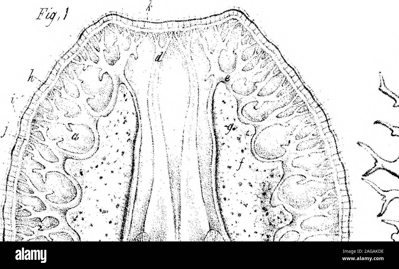 . On the Organization of the Brachiopoda. er; ^, ^, channelsof the ...