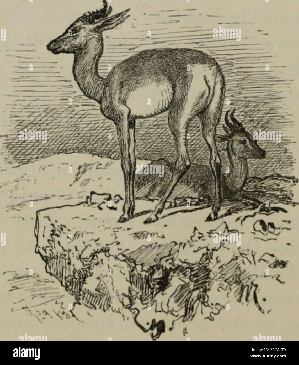 Flag of the royal irish rifles hi-res stock photography and images - Alamy