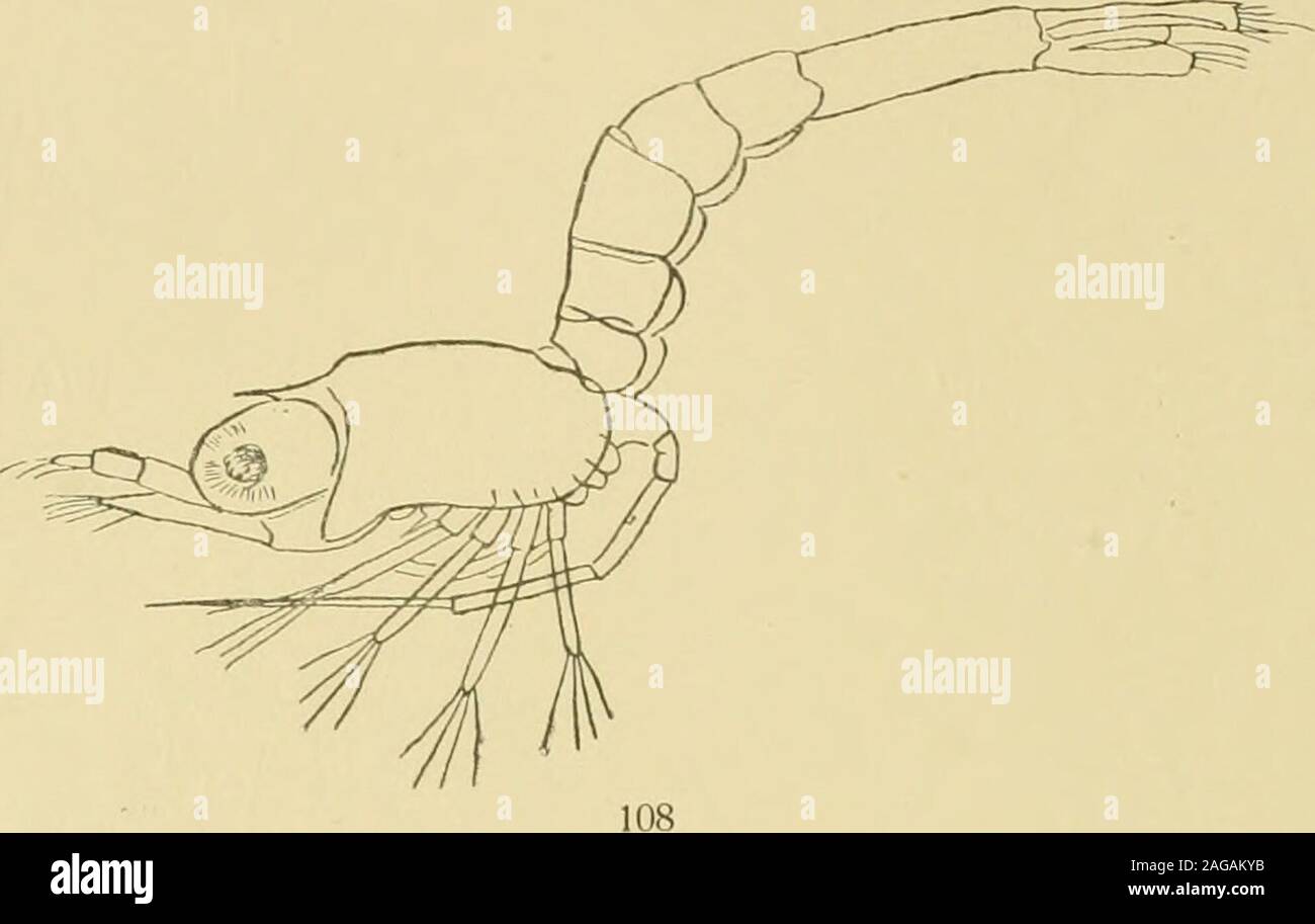 Kopf der spur hi-res stock photography and images - Alamy