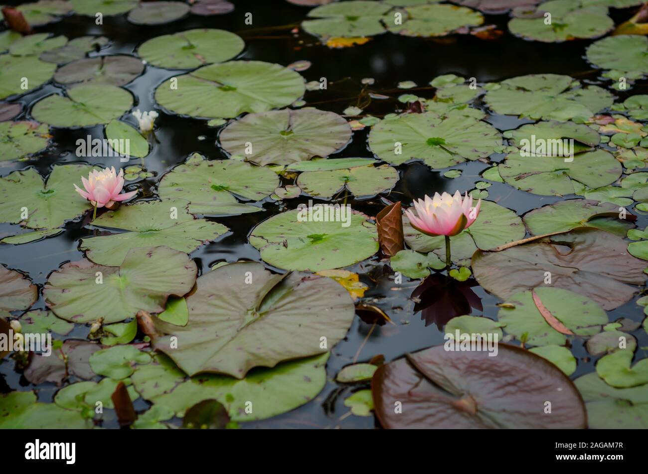 Nymphaea nelumbo hi-res stock photography and images - Alamy