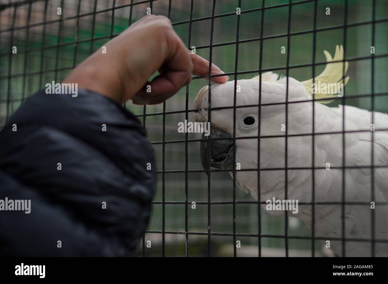 Closuep shot of a human finger touching a cute white Sulphur-crested ...