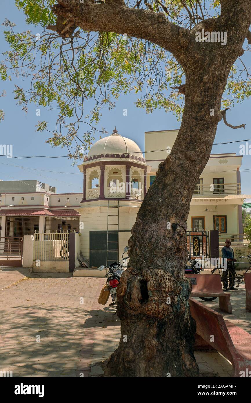 04 Mar 2019 hough neem tree trunk and bird feed known as chabutro at ...