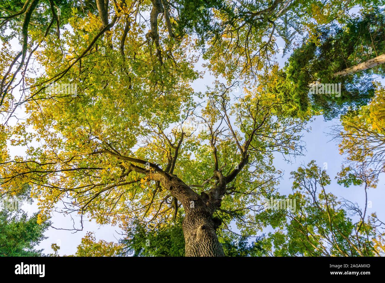 Looking up from beneath hi-res stock photography and images - Alamy