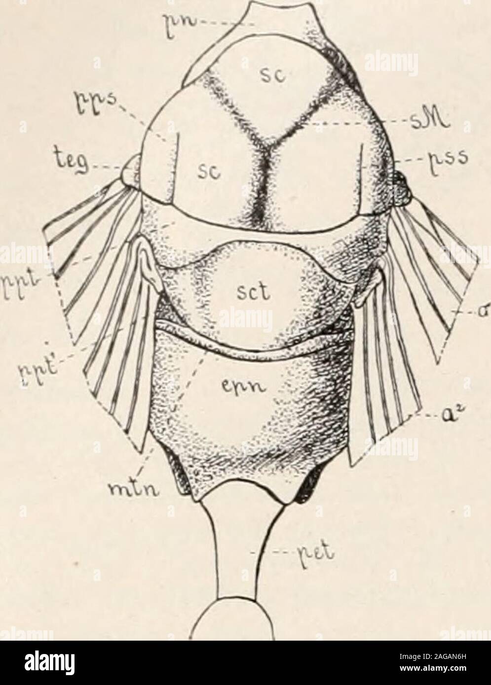 Metasternum hi-res stock photography and images - Alamy