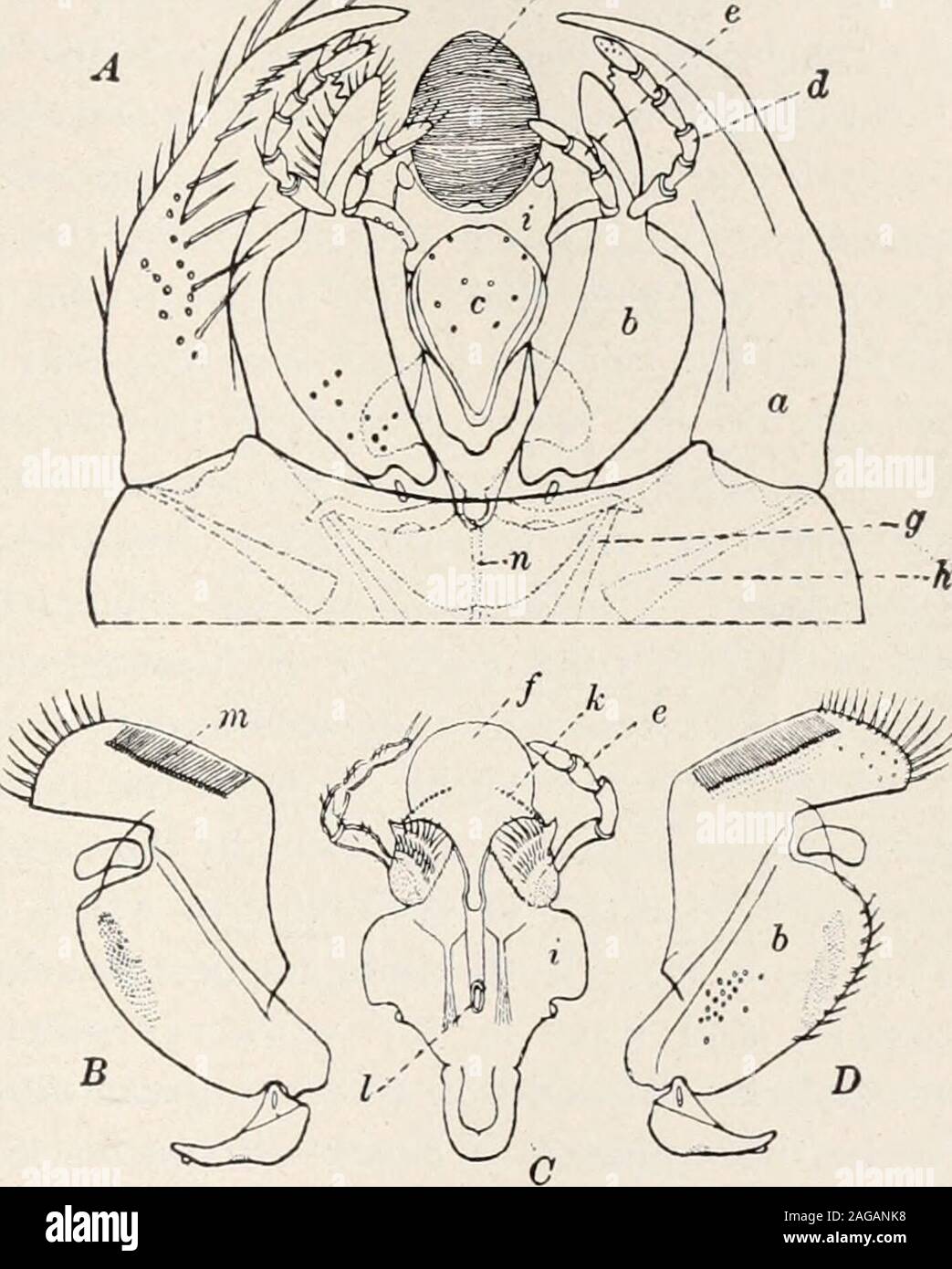 Vestigial structure hi-res stock photography and images - Alamy