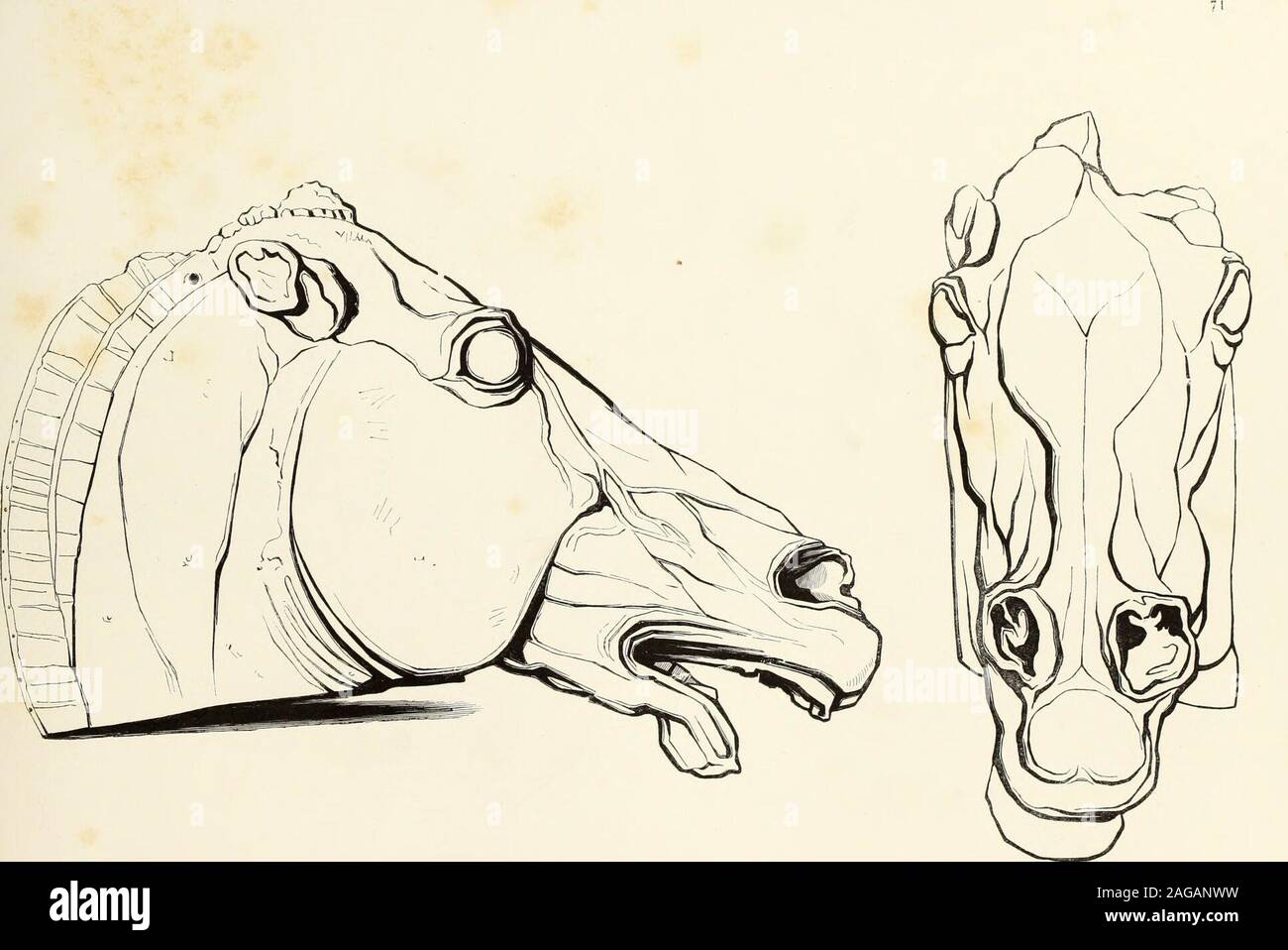 Elgin marbles drawing hi-res stock photography and images - Alamy
