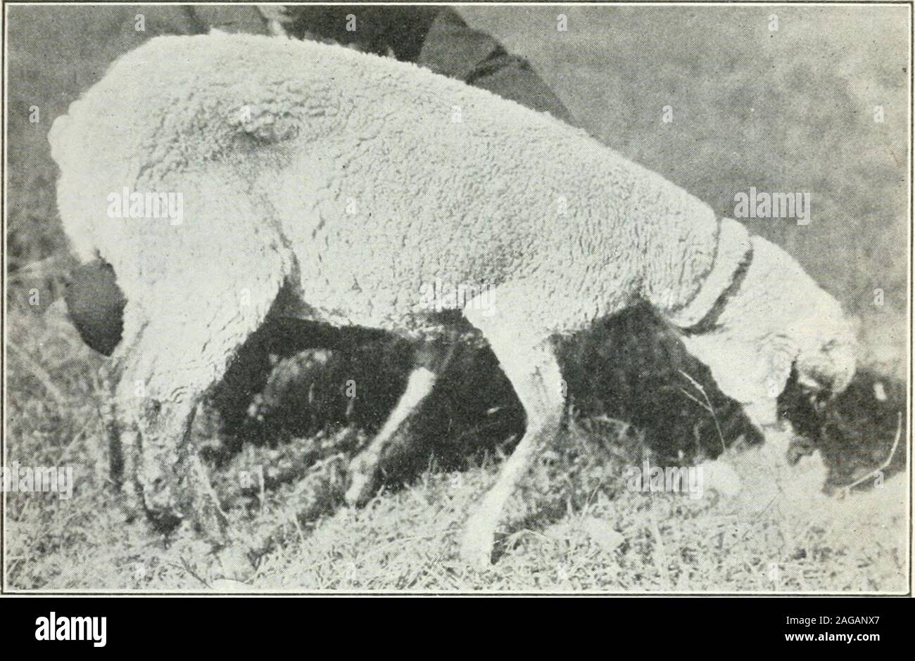 Milk Sickness