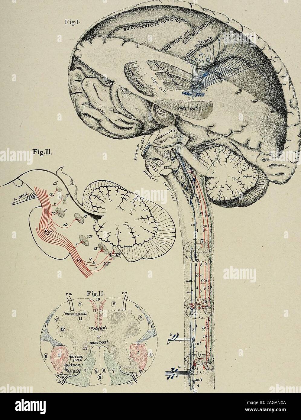 . A treatise on the nervous diseases of children : for physicians and ...