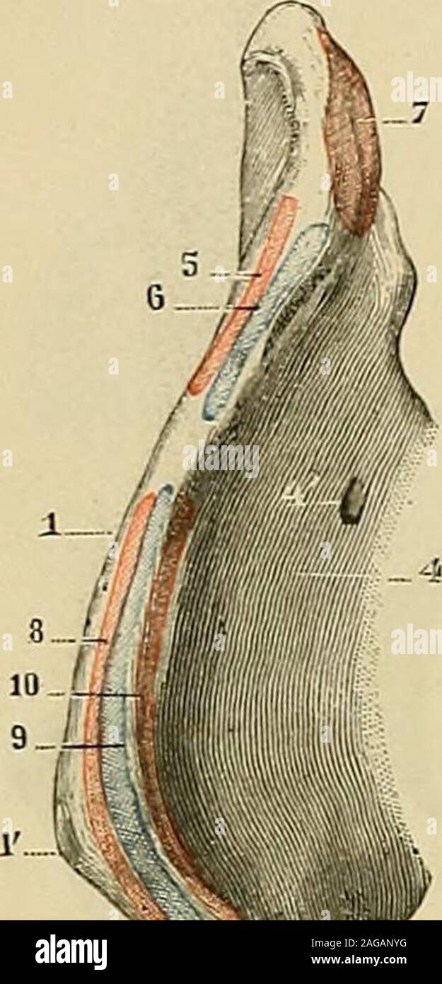 . Traité d'anatomie humaine : anatomie descriptive, histologie ...