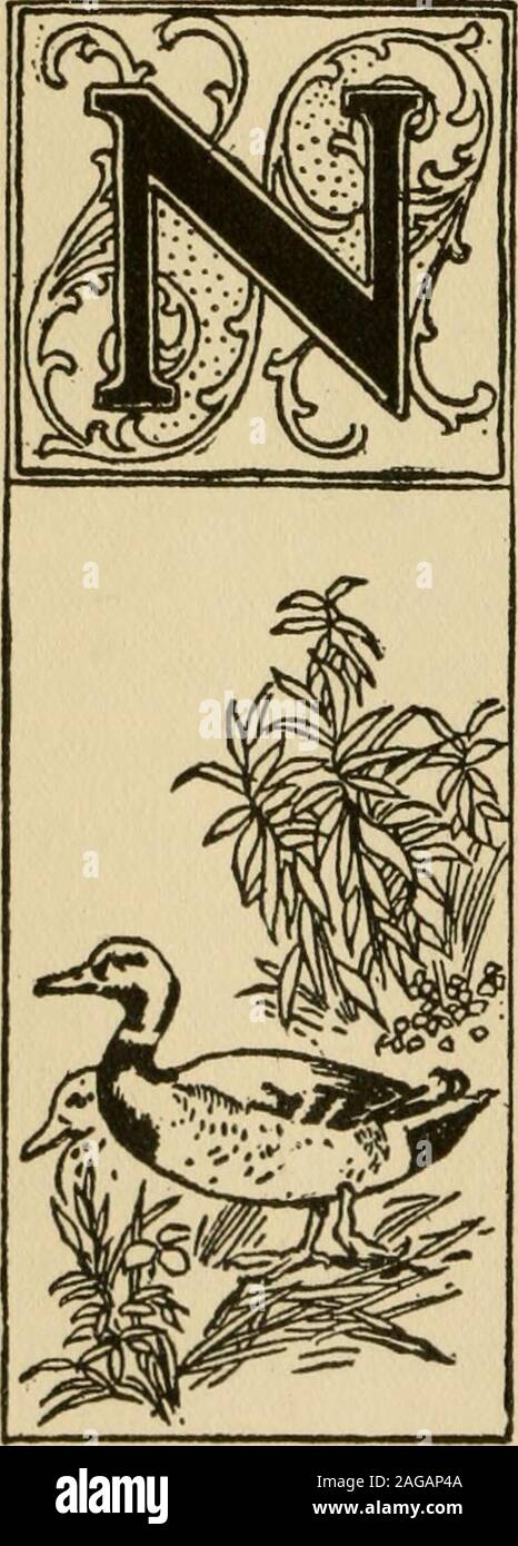 Quiver tree bird hi-res stock photography and images - Alamy