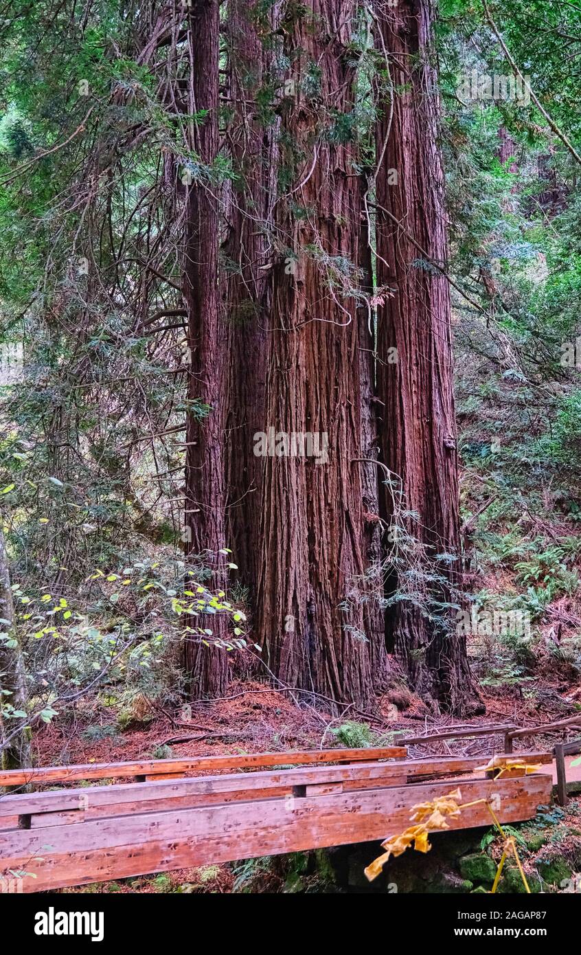 Bridge and redwood trees hi-res stock photography and images - Alamy