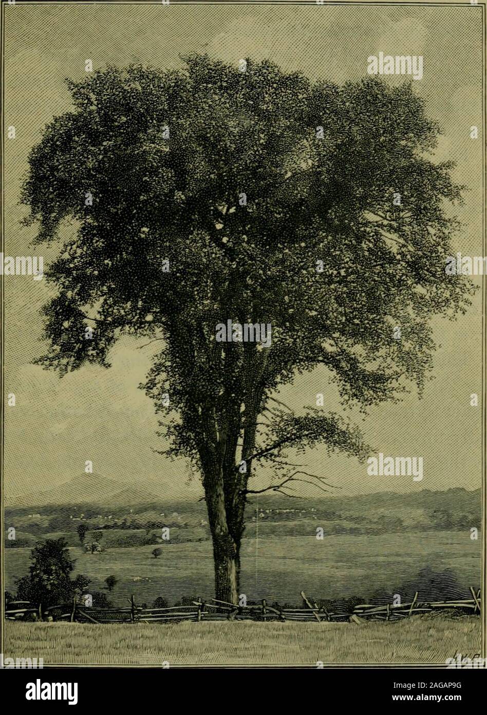 Sometrees hi-res stock photography and images - Alamy