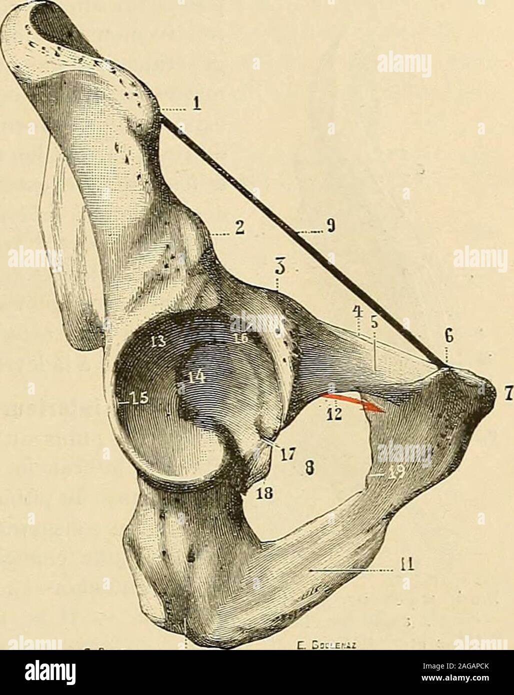 Muscle psoas iliaque hi-res stock photography and images - Alamy