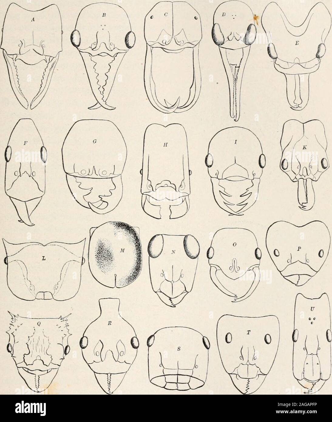 . Ants; their structure, development and behavior. glands, but these ...