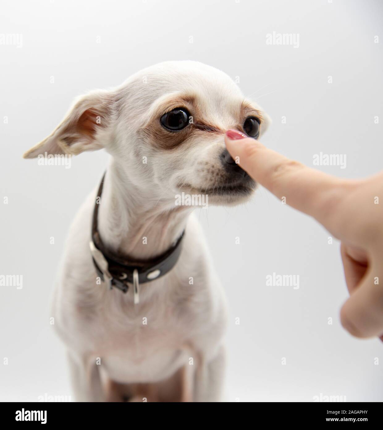 Why Is My Dogs Nose White