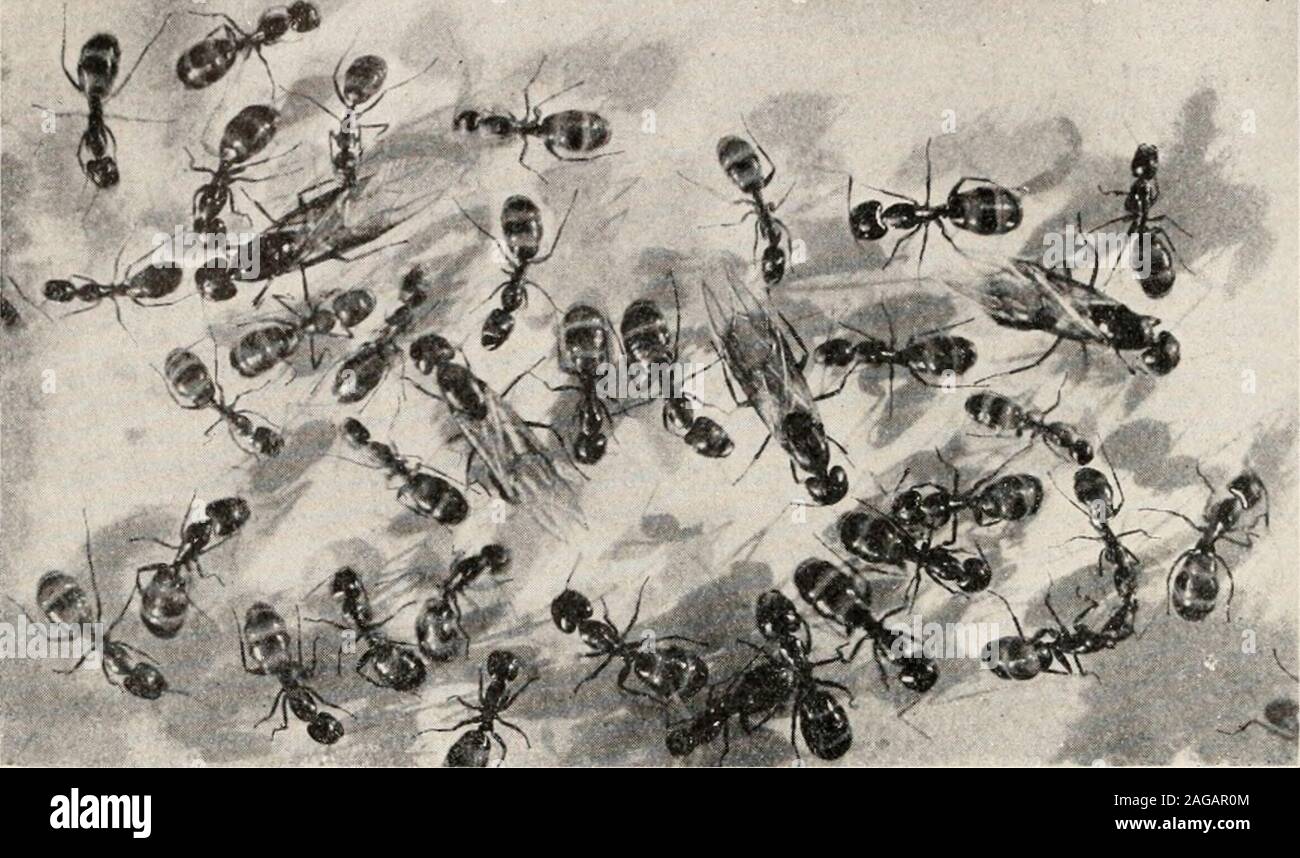 Queen ants wings hi-res stock photography and images - Alamy