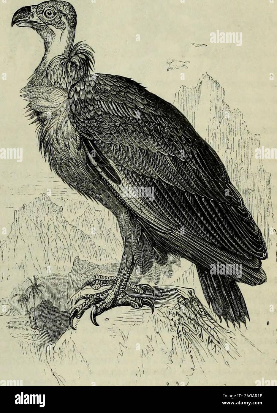 Gier eagle hi-res stock photography and images - Alamy