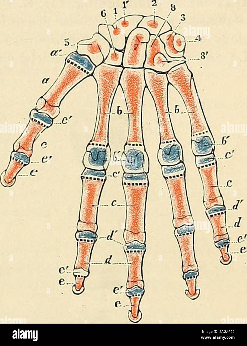 . Traité d'anatomie humaine : anatomie descriptive, histologie ...
