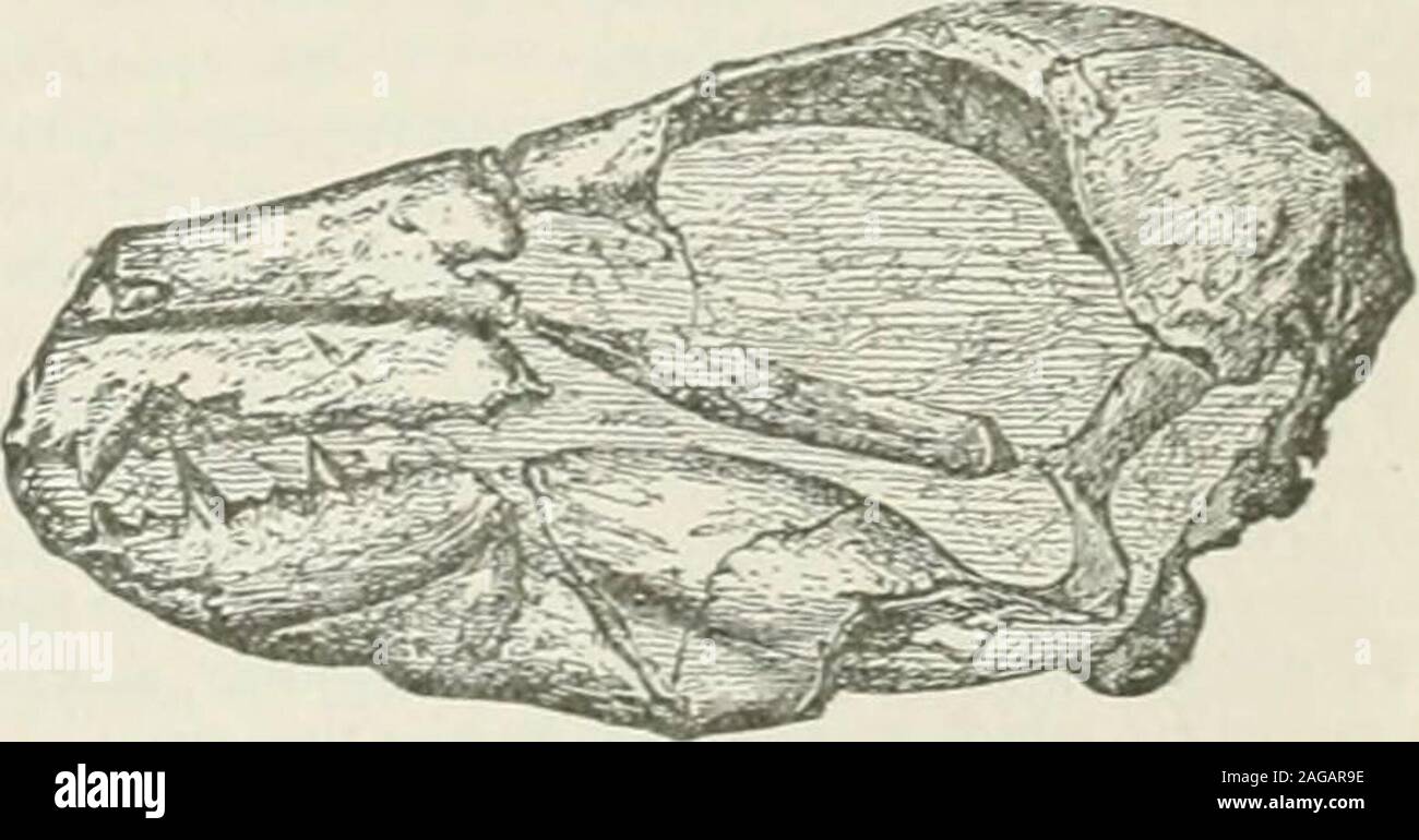 Megalornis hi-res stock photography and images - Alamy