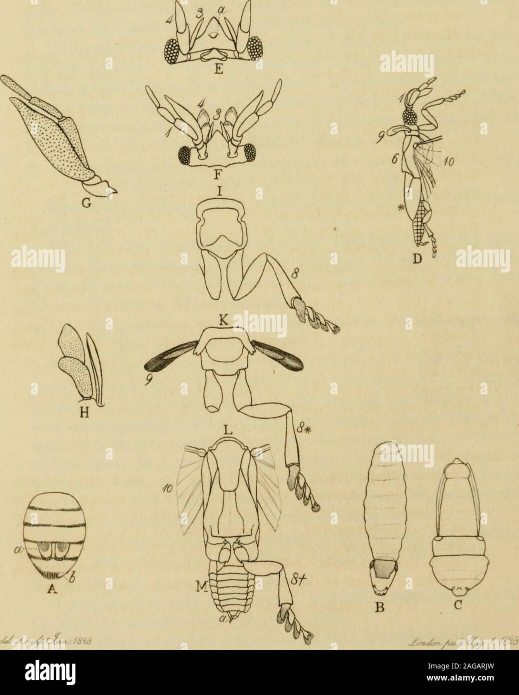 Strepsiptera hi-res stock photography and images - Alamy