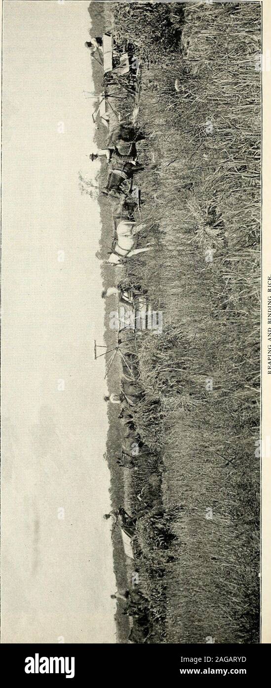 Rice water stool hi-res stock photography and images - Alamy