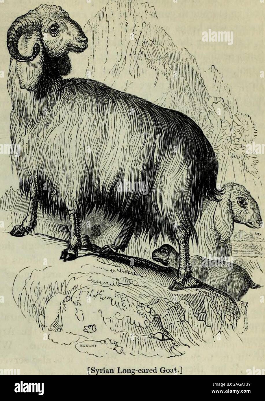 . Palestine : the physical geography and natural history of the Holy ...