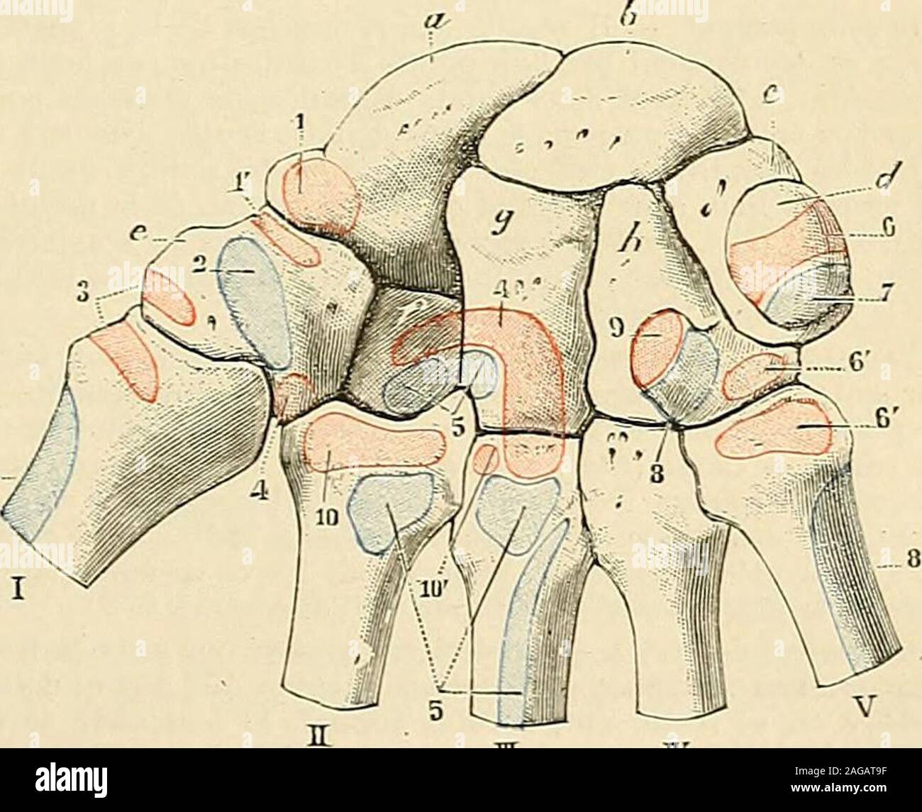 Anatomie humaine muscles de face hi-res stock photography and images ...