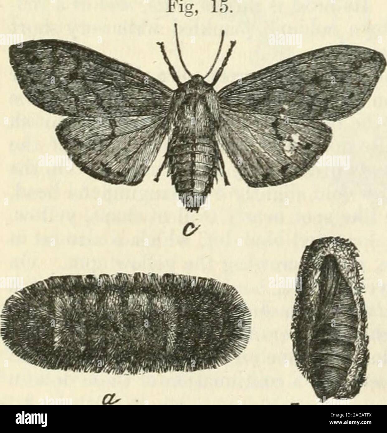 Yellowish buff colour hi-res stock photography and images - Alamy