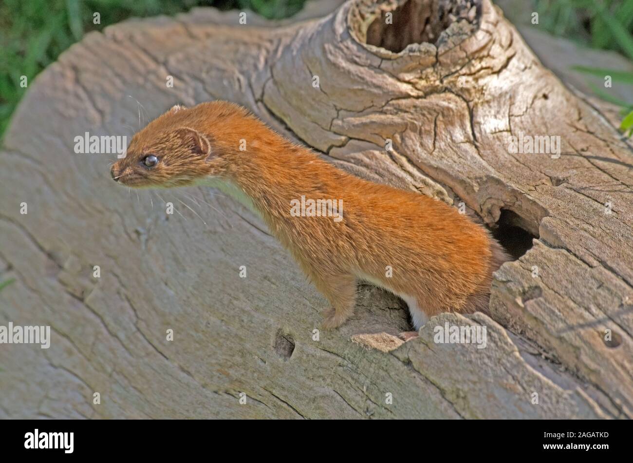 Uk weasel hi-res stock photography and images - Alamy