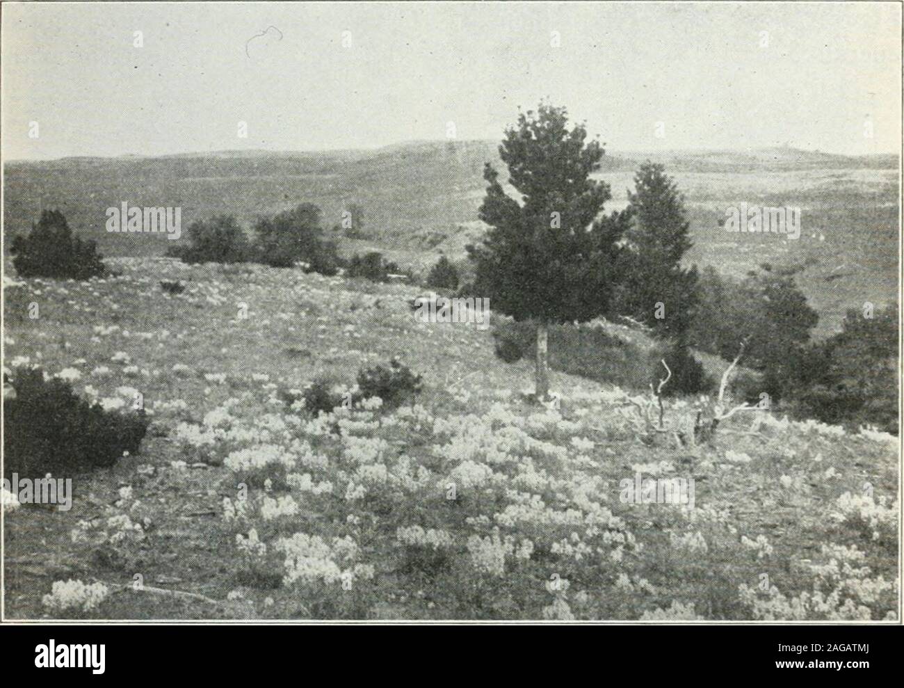 Loco weed hi-res stock photography and images - Alamy