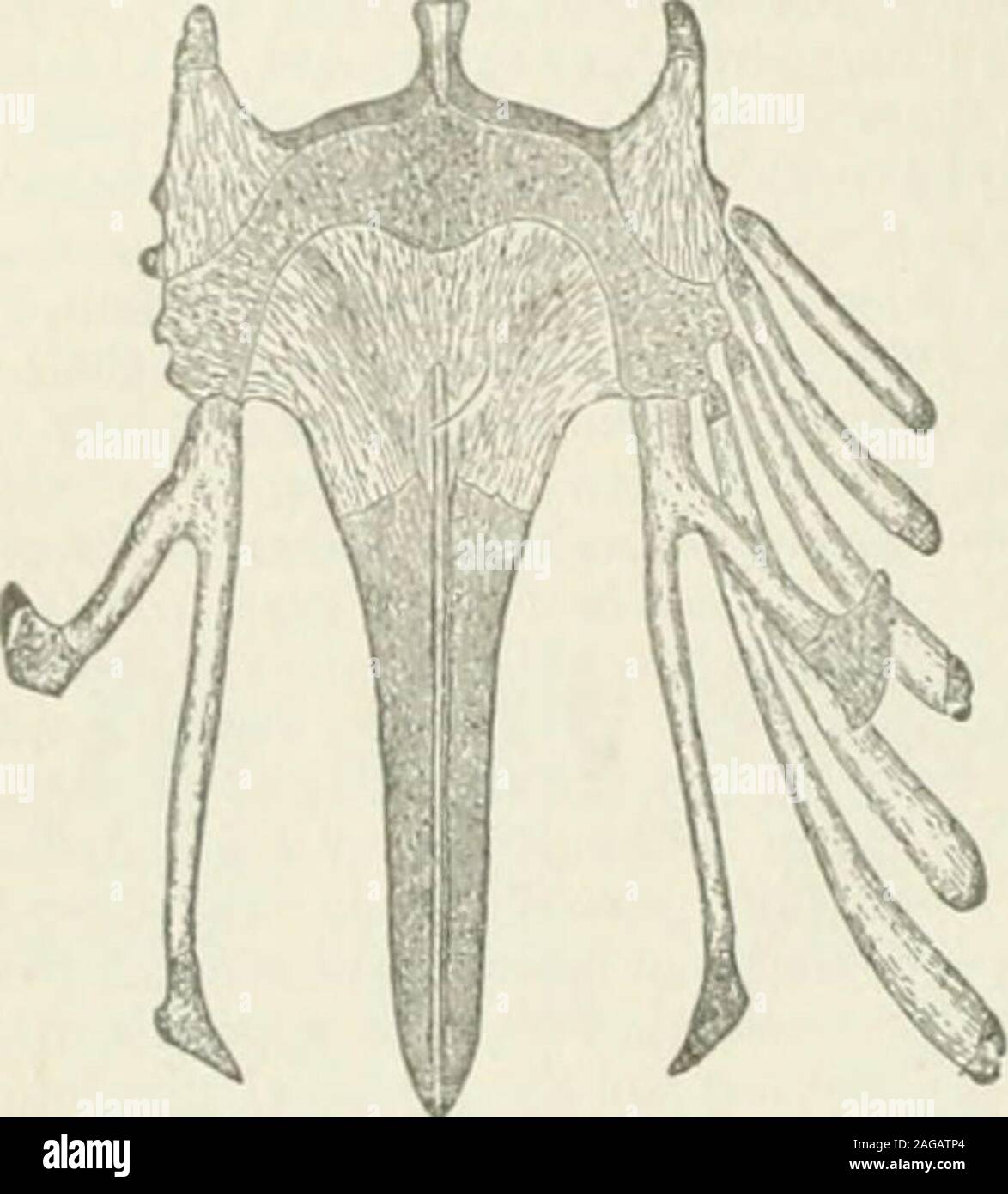 Ant eater anatomy hi-res stock photography and images - Alamy