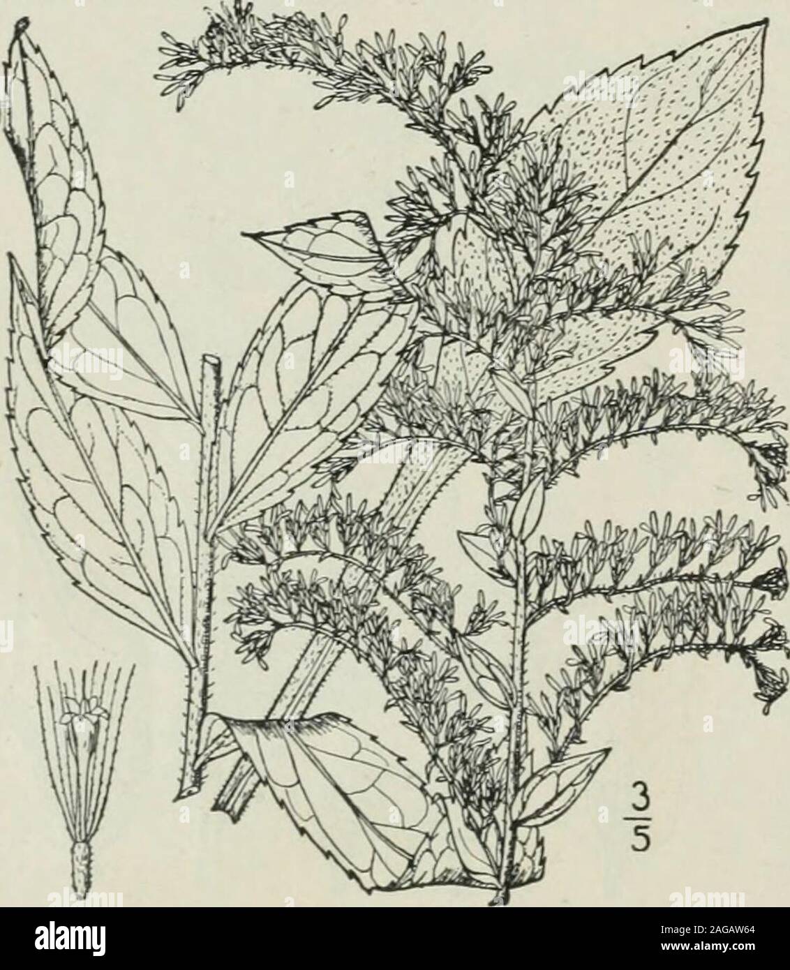 Bitter weed hi-res stock photography and images - Alamy