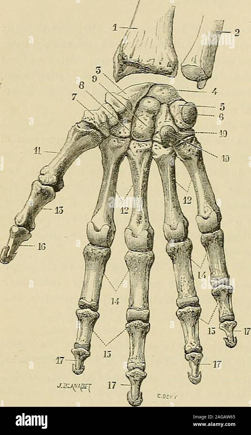 Muscle de la tête humaine hi-res stock photography and images - Alamy