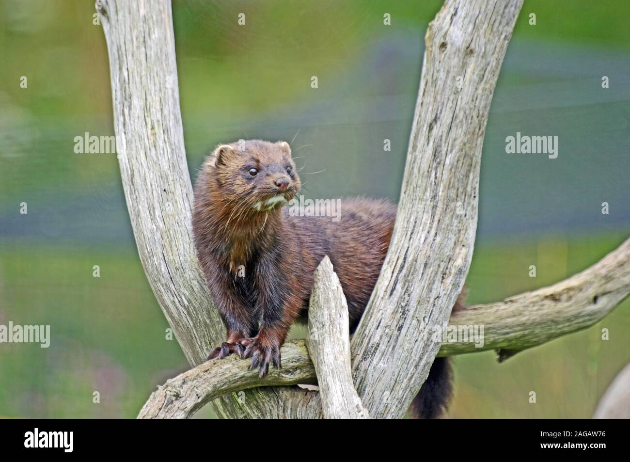 Uk mustela vison hi-res stock photography and images - Alamy