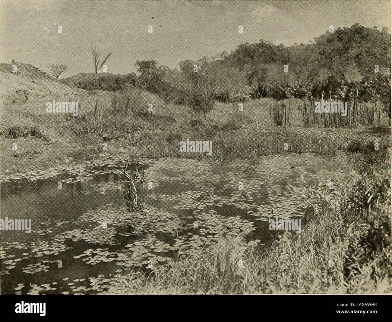 Mosquito breeding ground hi-res stock photography and images - Alamy