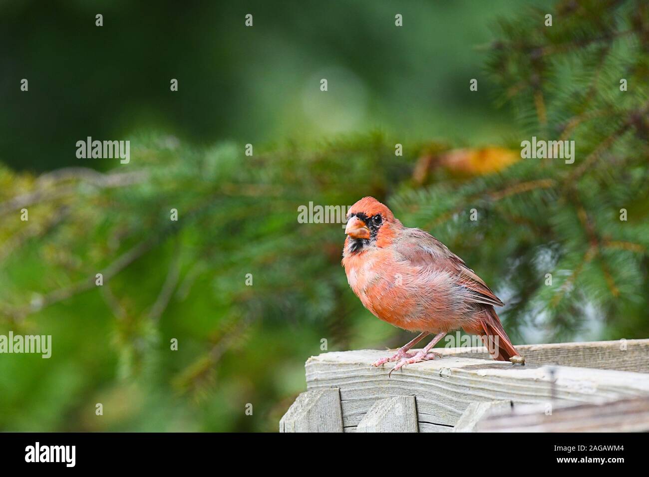 Garden Red Tail High Resolution Stock Photography and Images - Alamy