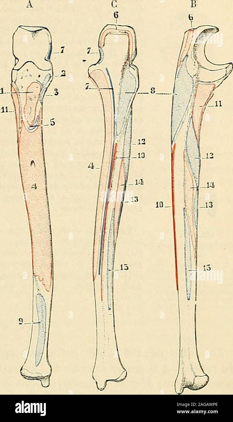 Anatomie du cubitus hi-res stock photography and images - Alamy
