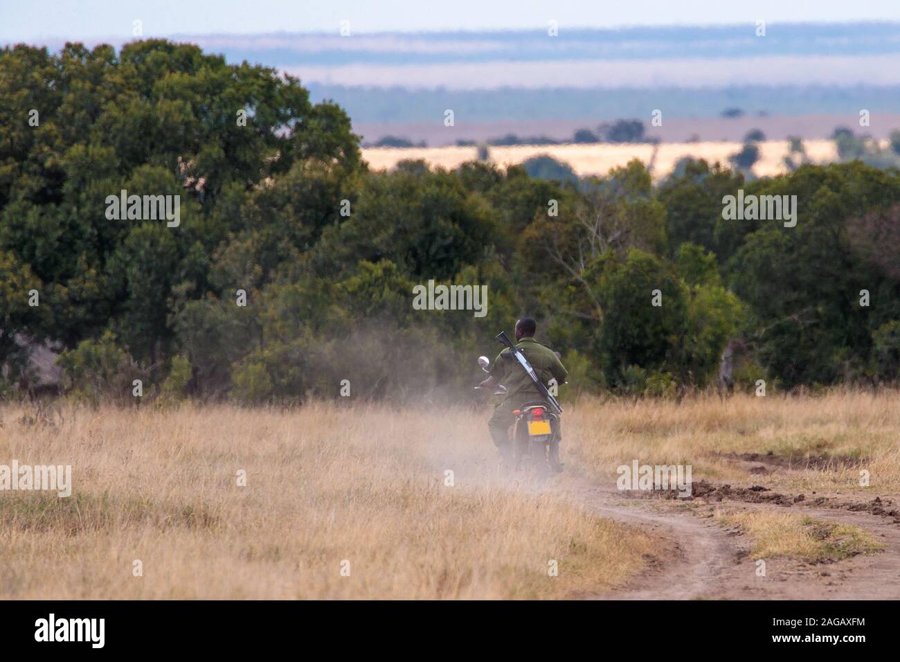 African-American ranger riding a patrol motorcycle near a tree forest ...