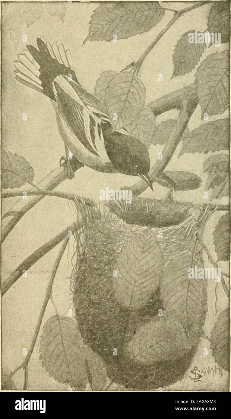 Drooping wing hi-res stock photography and images - Alamy