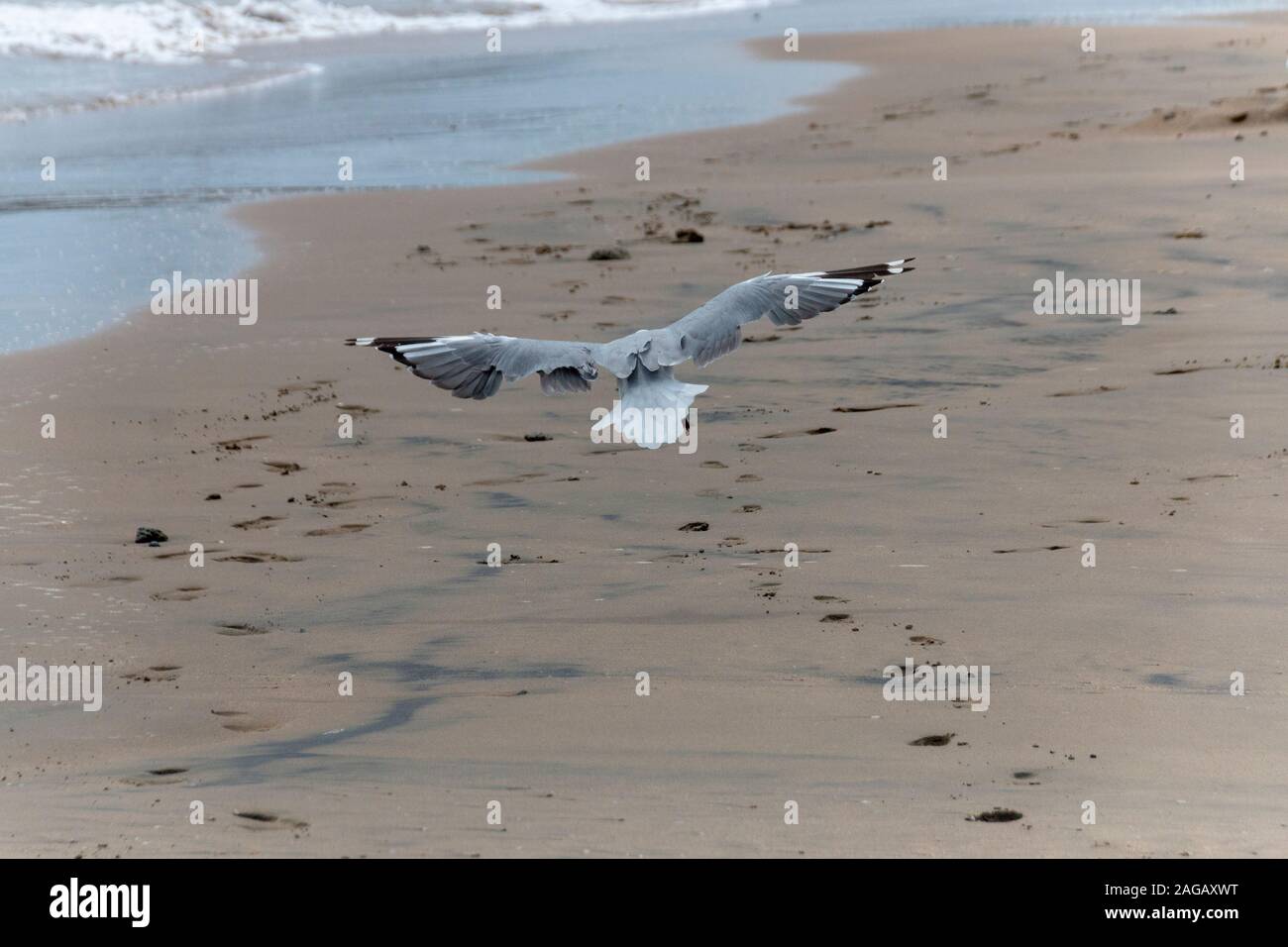 A close up view of a sea gull coming in for a landing over the ocean ...