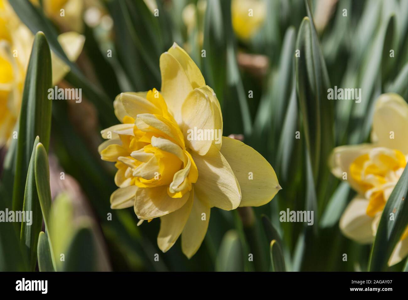 Yellow spring narcissus flowers in garden Stock Photo - Alamy
