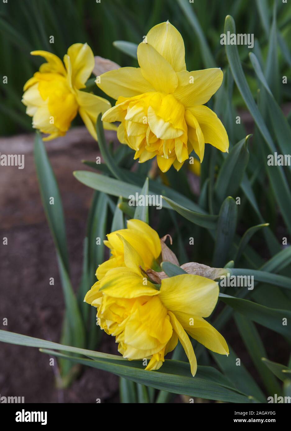 Yellow spring narcissus flowers in garden Stock Photo - Alamy