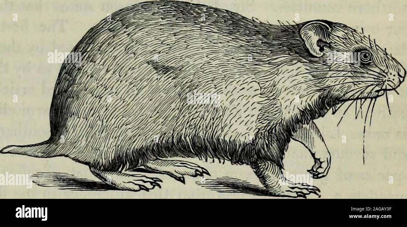 Dissecting mouse hi-res stock photography and images - Alamy