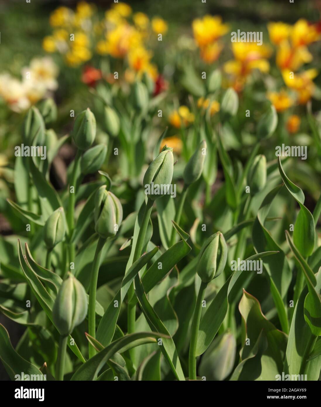 Landscape with colorful flowers tulips Stock Photo - Alamy