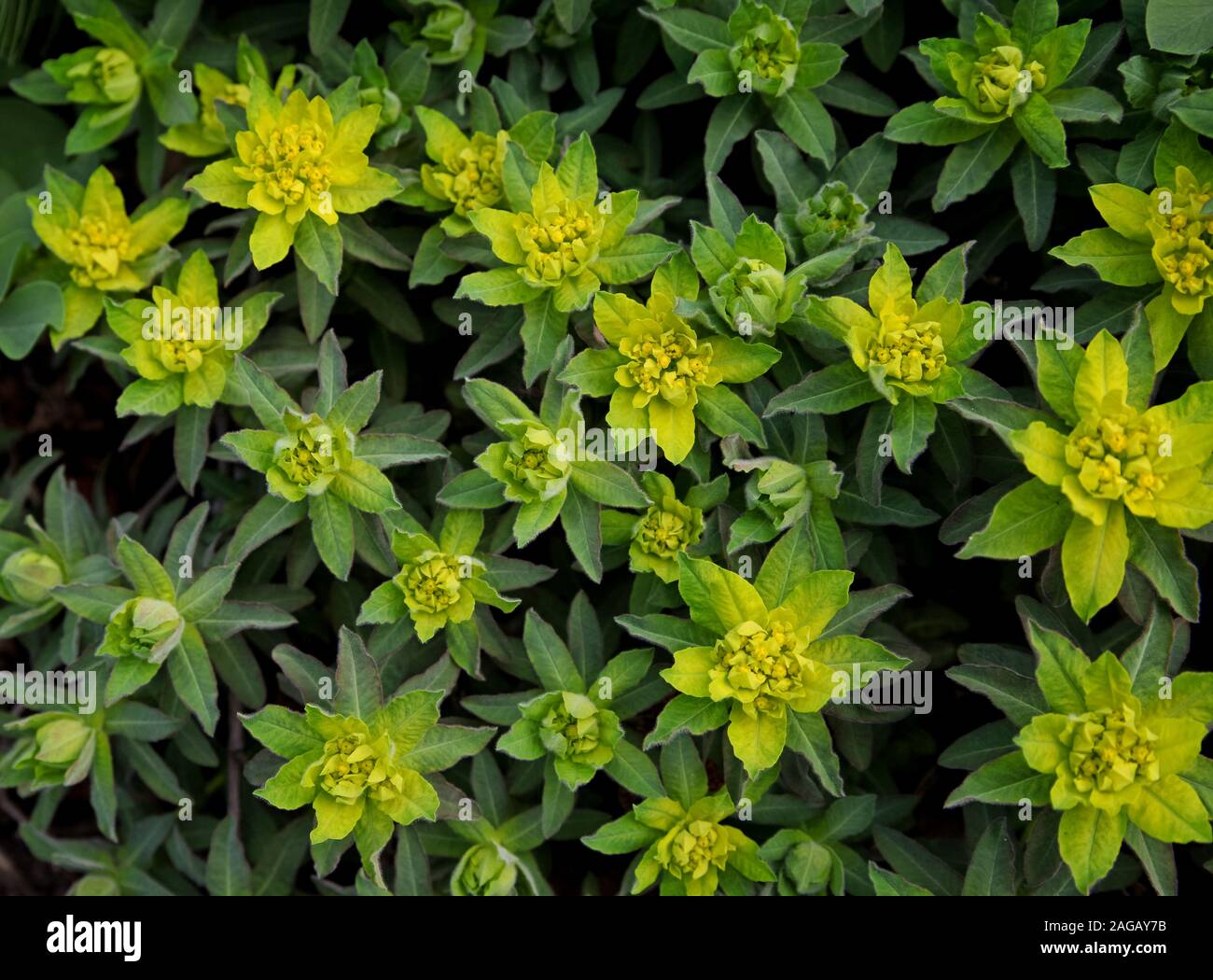 Cushion spurge euphorbia polychroma hi-res stock photography and images ...